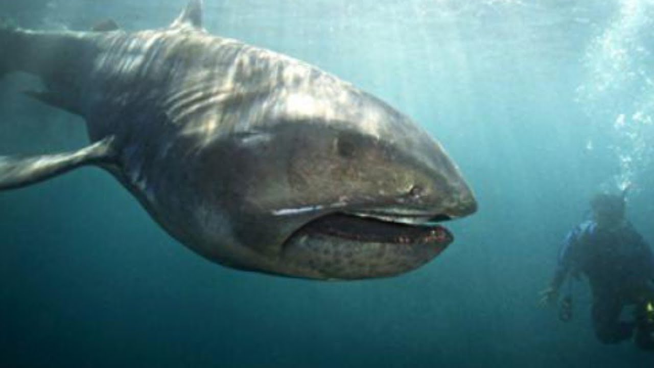 Megamouth shark - one of the most bizarre looking shark - YouTube