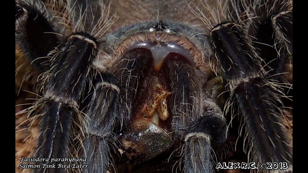 LP Molting & Quick Tarantula Tour - YouTube