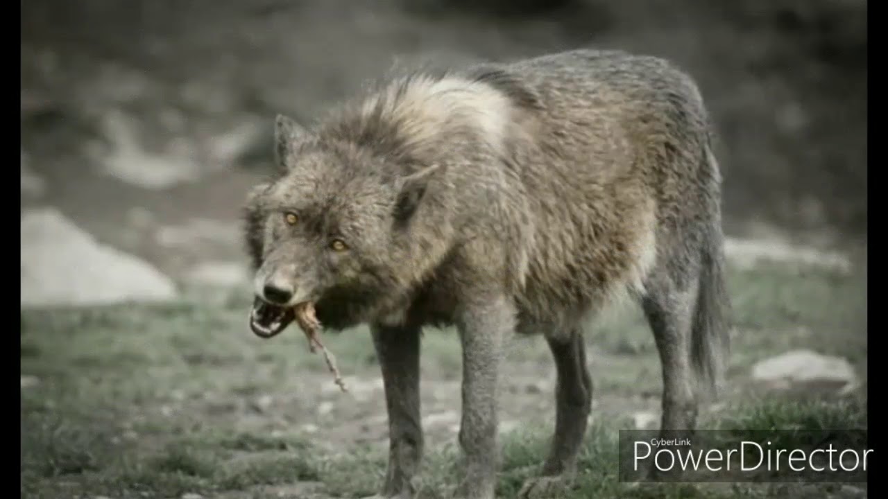 16th and 17th century famous historical accounts of Werewolf sightings ...