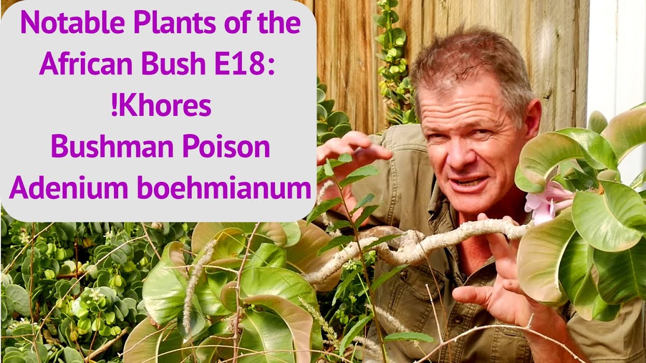 Notable Plants of the African Bush E18: !Khores/Bushman Poison/Adenium ...