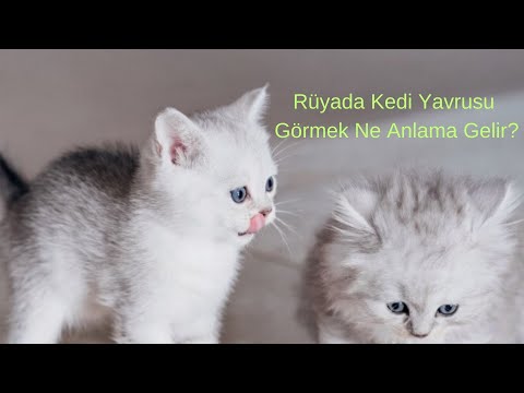 Rüyada Kedi Yavrusu Görmek Ne Anlama Gelir