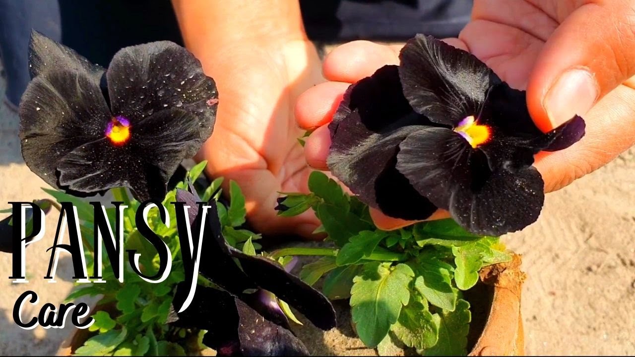 Pansy flowers || Plant care - YouTube