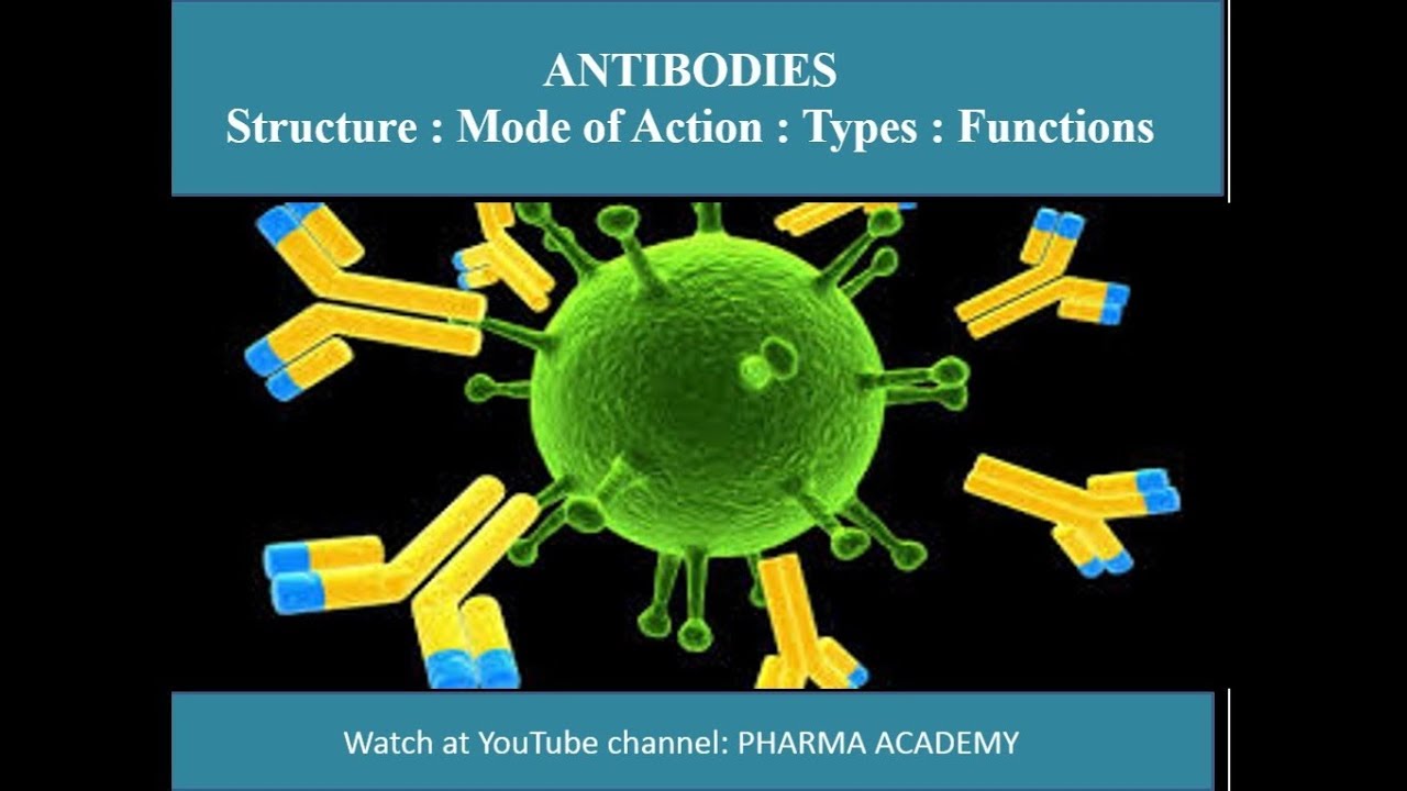 Antibodies: structure, types, functions - YouTube