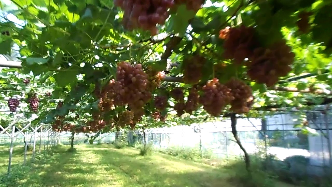 Grapes-Ruby seedless - YouTube