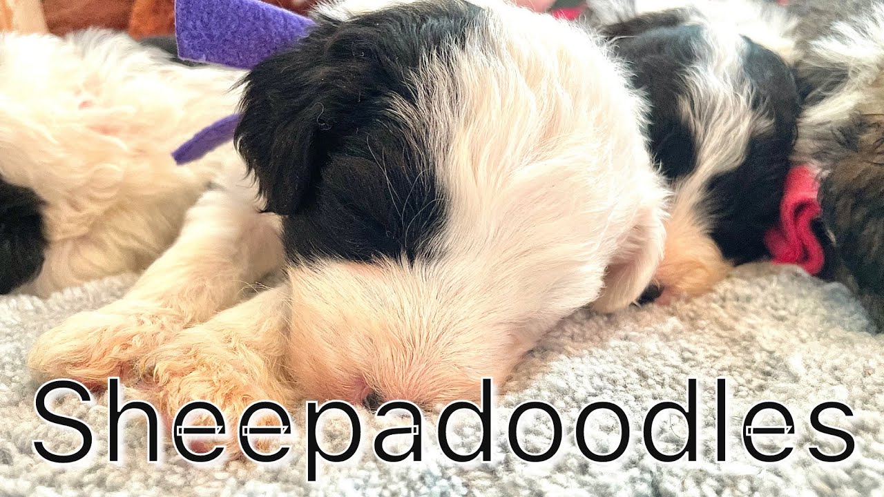 Cow Puppies! || Sheepadoodles || Poppins & Banks |\ #ChristmasDoodles ...