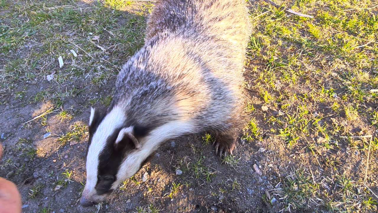 Badger just doing badger stuff - YouTube