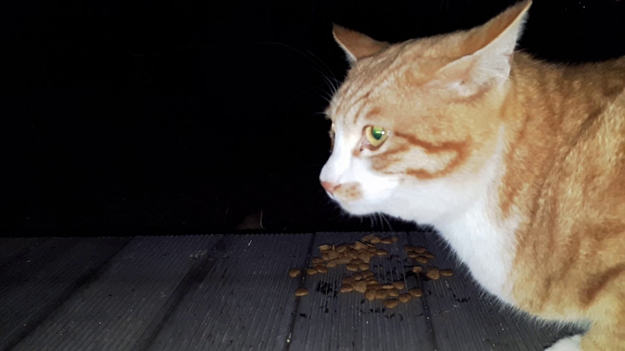 2. 26 공생이 여친 노리는 잘 생긴 루키(Rookie the handsome cat that symbiosis is ...