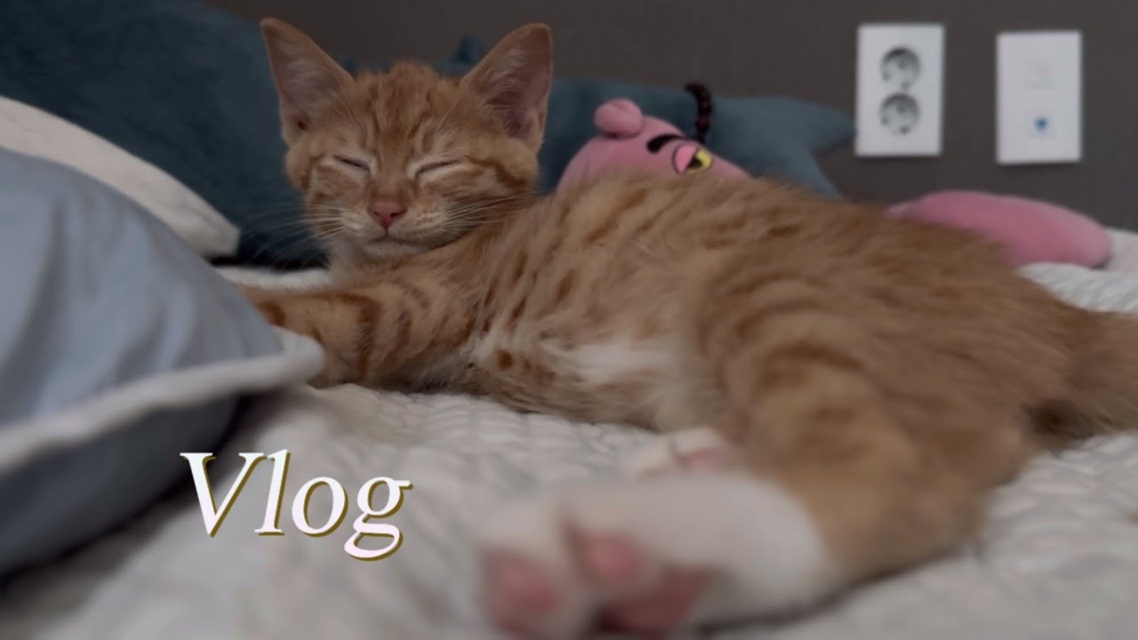 Vlog 초보집사 브이로그 고양이 입양 브이로그 🐈 아기 고양이 필수품 고양이브이로그 고양이입양