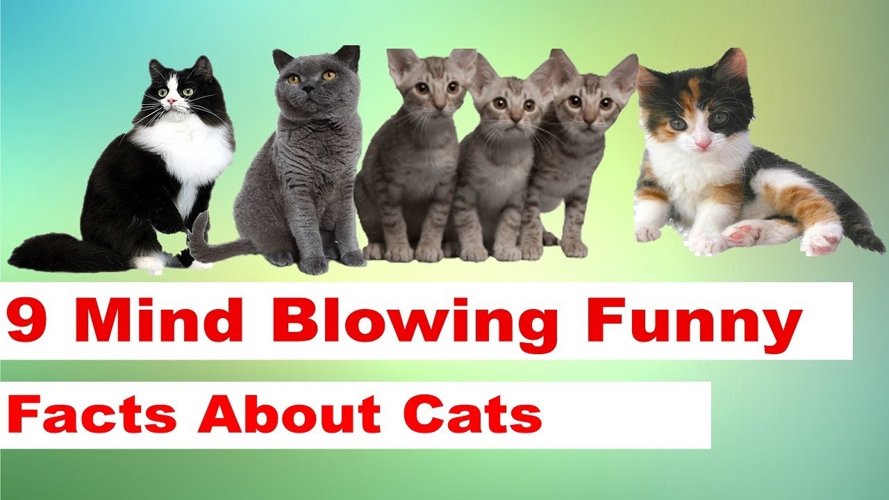 9 Mind Blowing Funny Facts About Cats | Cats and Kittens Video - YouTube