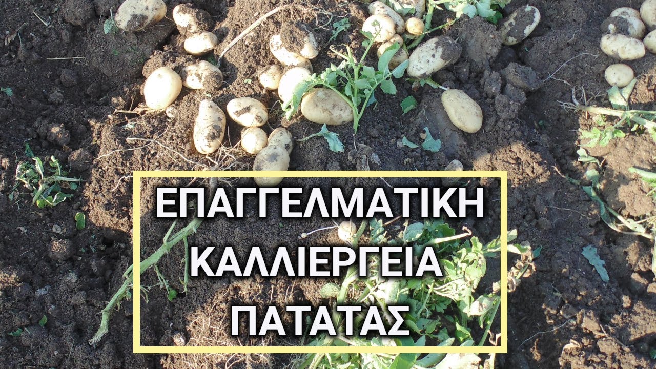 Επαγγελματική Καλλιέργεια Πατάτας - YouTube