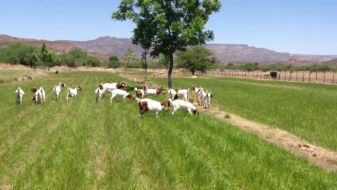 Un día en la granja, Chivas Boer - YouTube