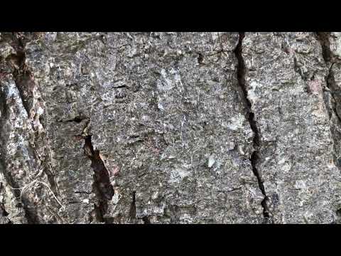 Purple leaf plum - bark close up - September 2020 - YouTube