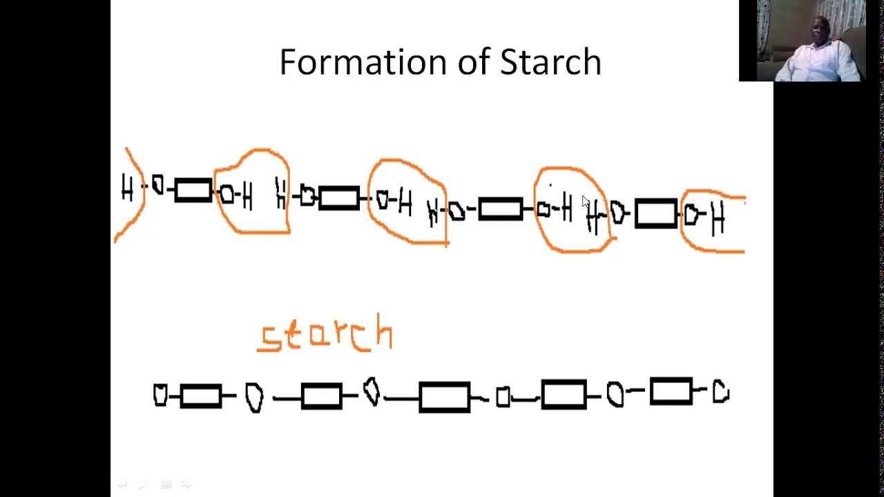 Formation of starch and hydrolysis of starch - YouTube