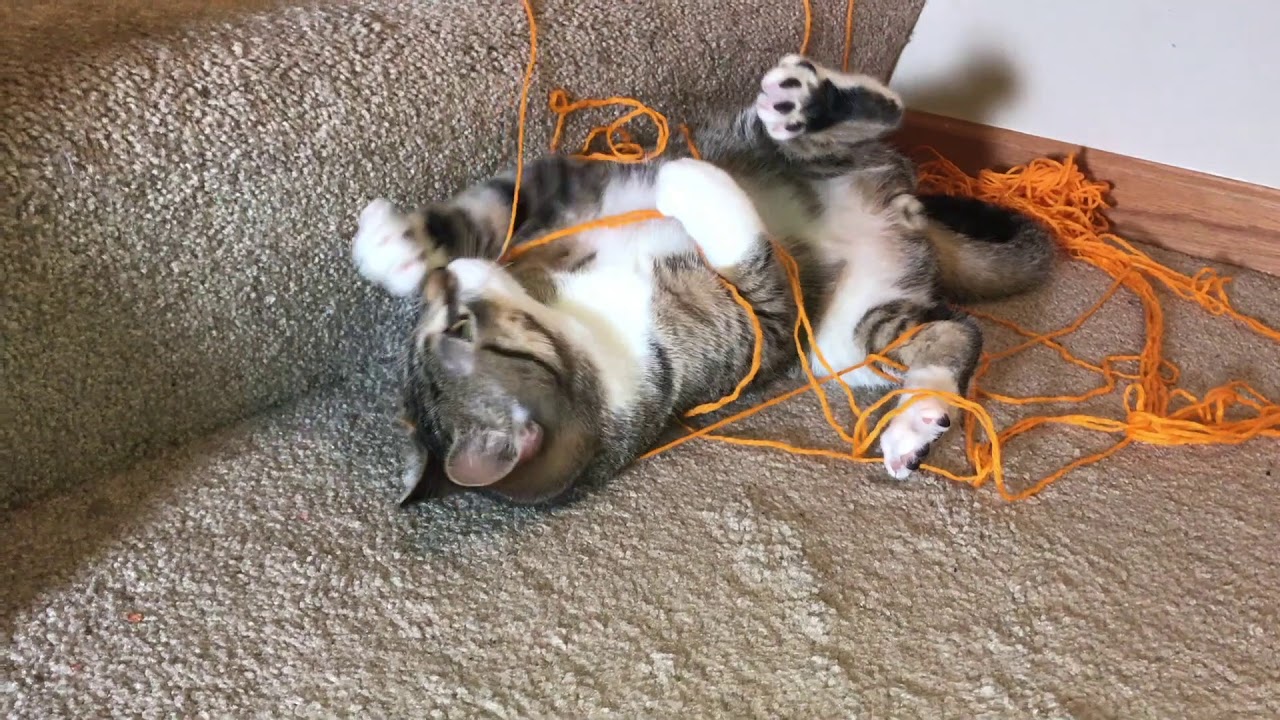 Our Cat is Stuck in yarn and Can't get Out! - YouTube