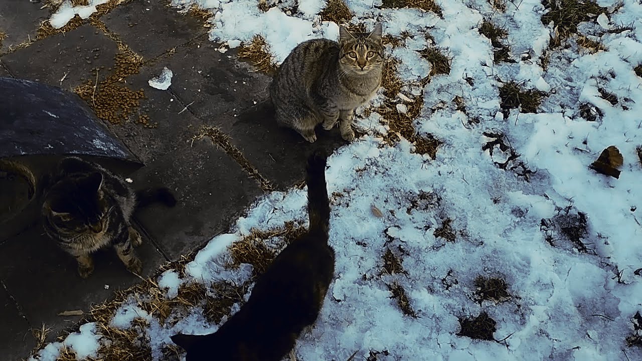 Spending time and feeding stray cats in the park in snowy and cold ...