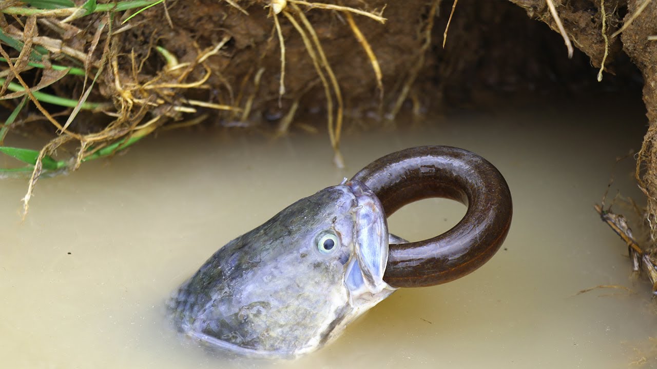 Amazing Big Fish Eating Eels | How Eat Fish Eel Fish - YouTube