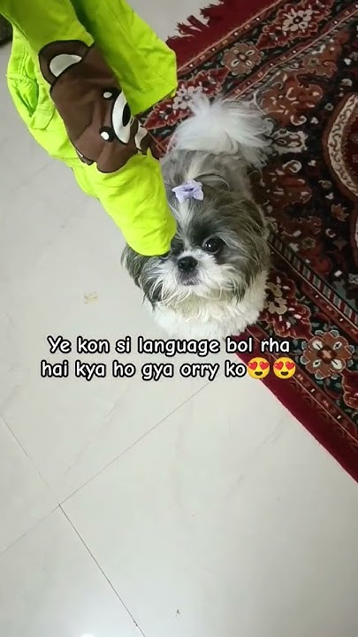 Ye kon se Bimari hai😱#funny#shortfeed#ytshorts#funnydogs#dogshorts#dogshorts#comdey#shorts# ...
