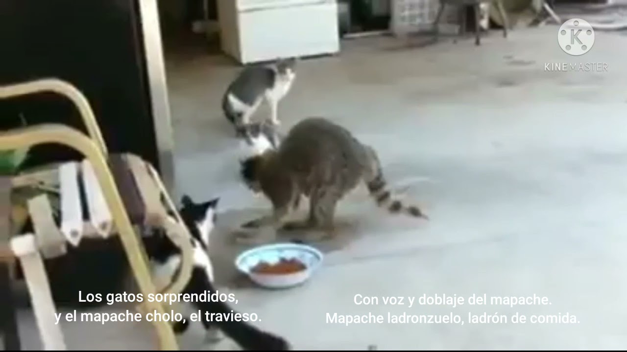 Créditos Travesuras con mapaches. Con vídeo de el mapache cholo, el ...