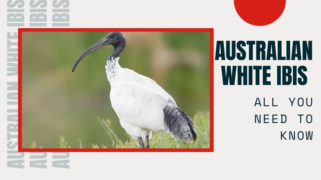 Australian White Ibis facts 🦢 Ibis documentary 🐦 from Australia 🇦🇺 ...