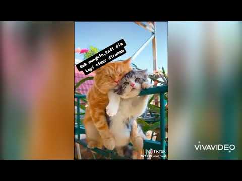 kucing selingkuh.