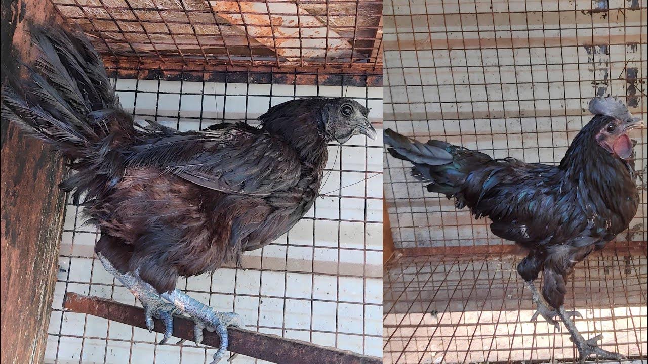 Black Chicken || Kadaknath Murga Murgi || Hens || Chicken || - YouTube