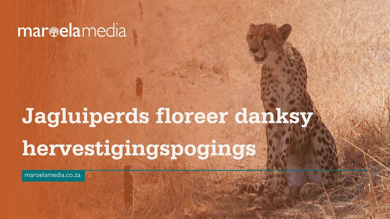 Jagluiperds floreer danksy hervestigingspogings - YouTube