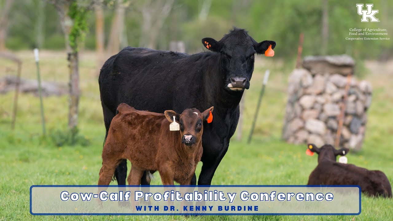 Cow Calf Profitability Conference - YouTube