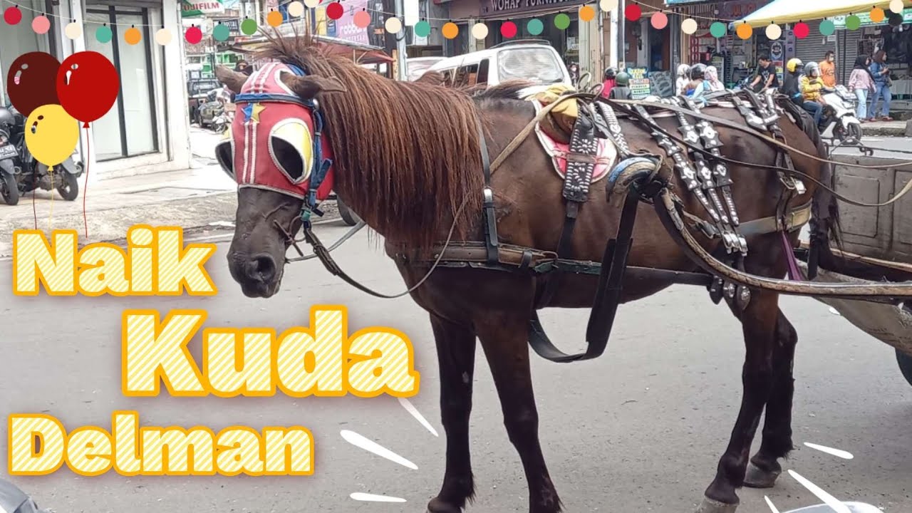 NAIK KUDA DELMAN || JALAN-JALAN PAKE KUDA || HORSE - YouTube