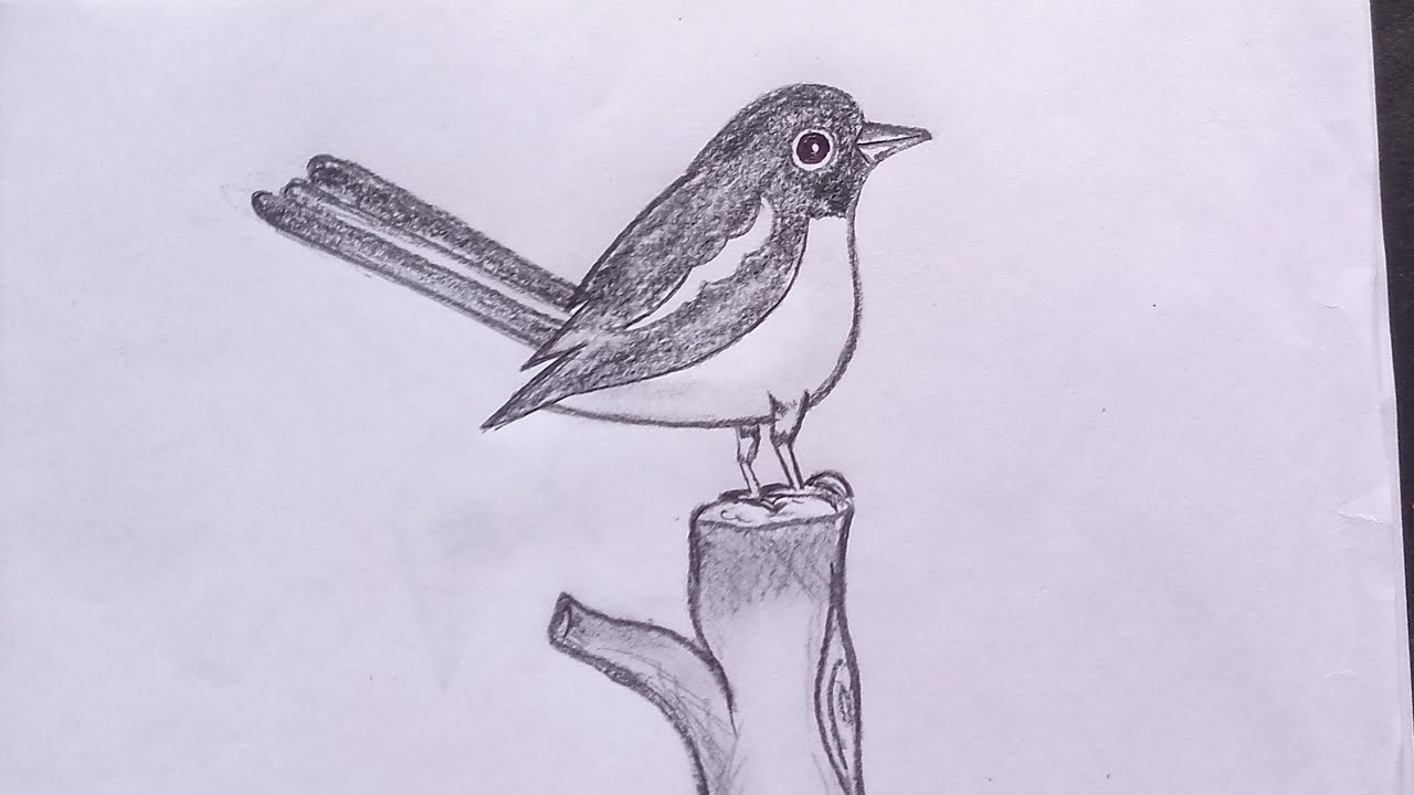 How to pencil draw a magpie ।। step by step doyel brid pencil drawing ...