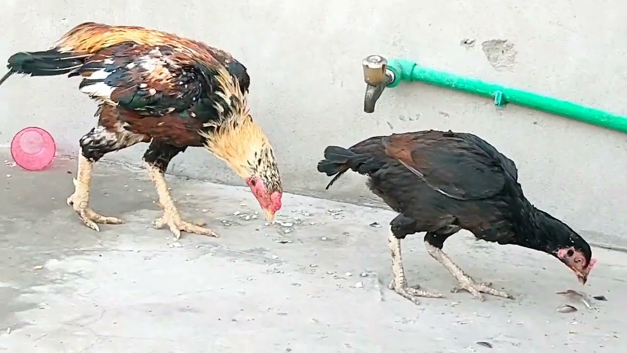 Aseel Murga video - Pakistani Aseel Murga by HC Aseels - YouTube