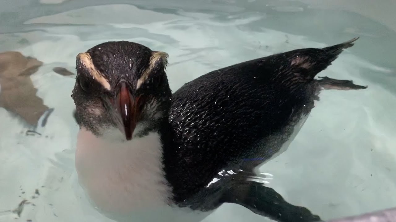 Fiordland Penguin rescue - YouTube