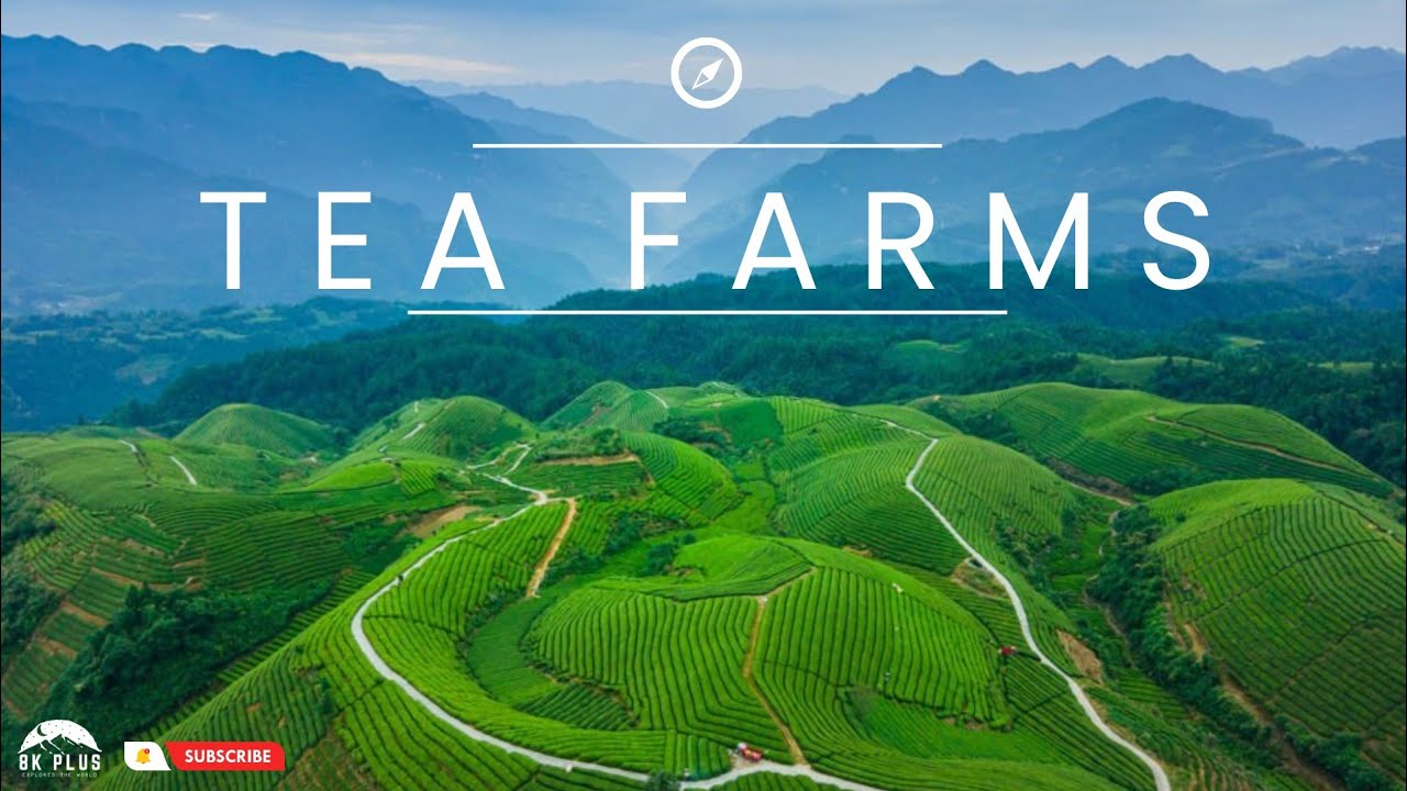 Tea farms , china 🇨🇳 [ 4K] - YouTube
