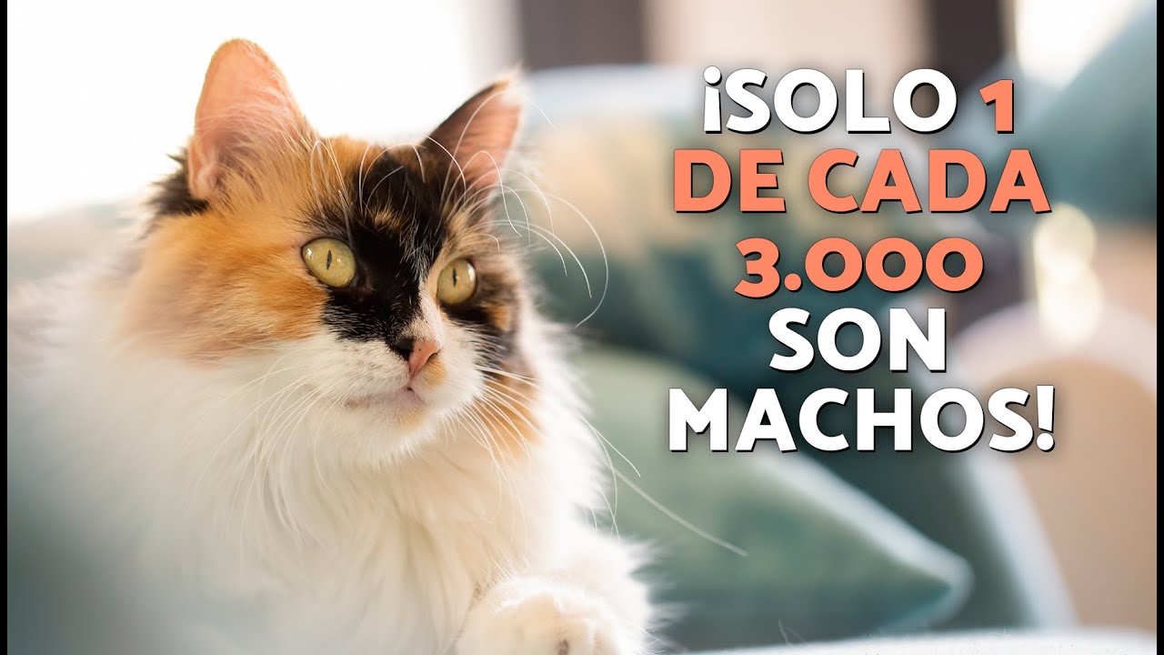 LEYENDA de las GATAS CALICÓ 🐈🔮 ¿TODOS los GATOS CALICÓS son HEMBRAS ...