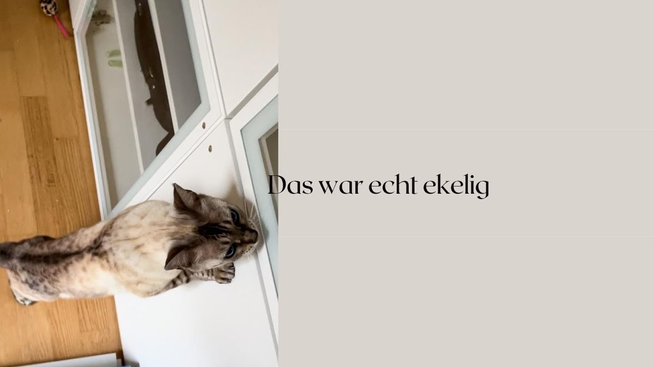 Das war echt ekelig… #katze #miau #katzenaufyoutube - YouTube