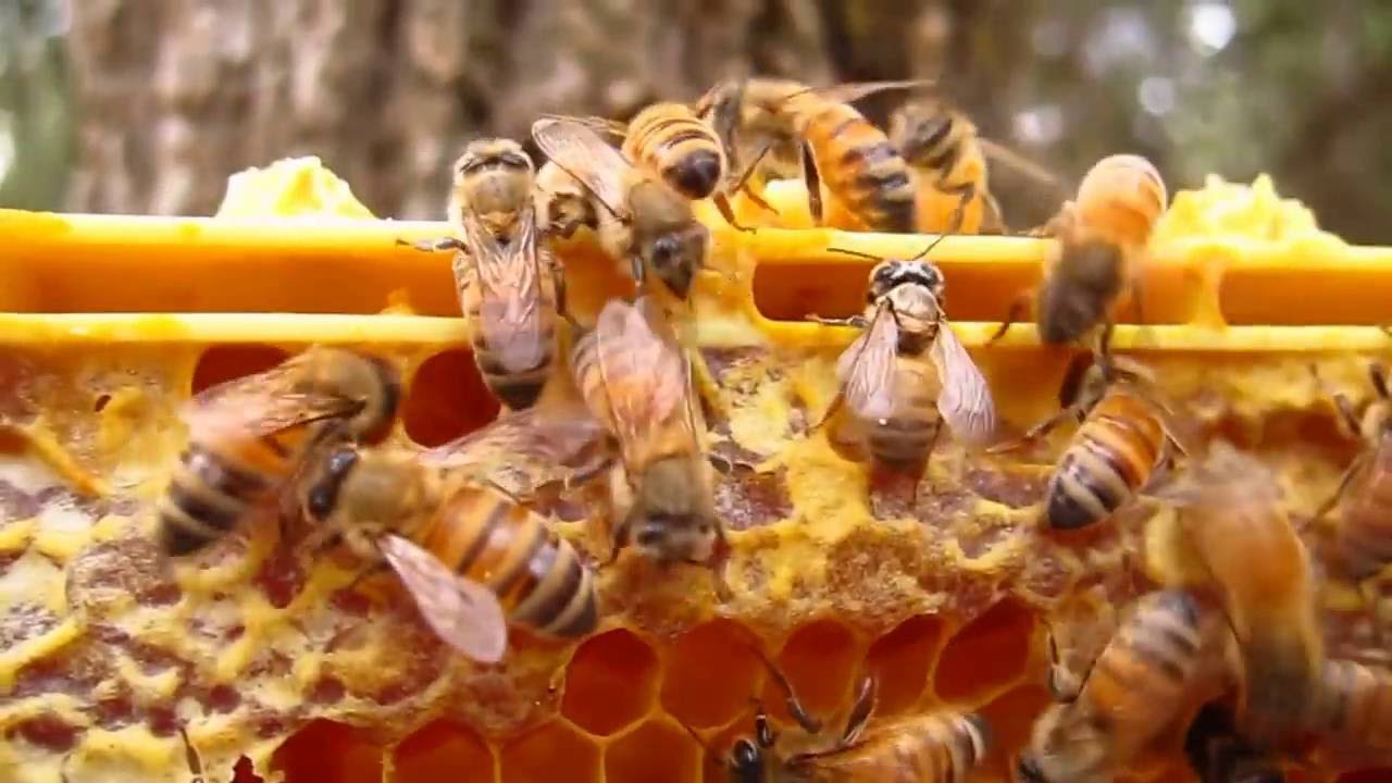 Honey bee emerging from cell, pt 2 - YouTube
