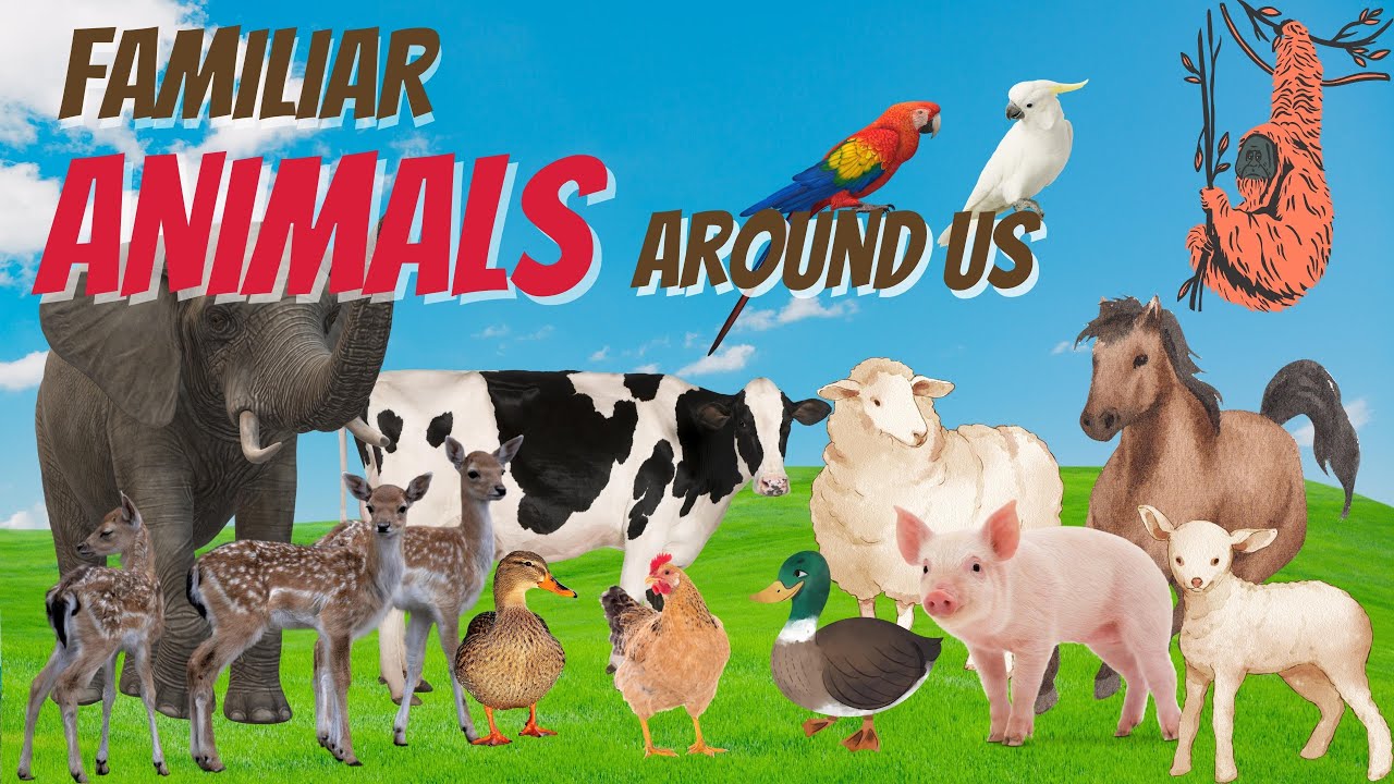 RELAXING FAMILIAR ANIMALS SOUNDS AROUND US, ANIMALS VIDEO : ELEPHANT ...