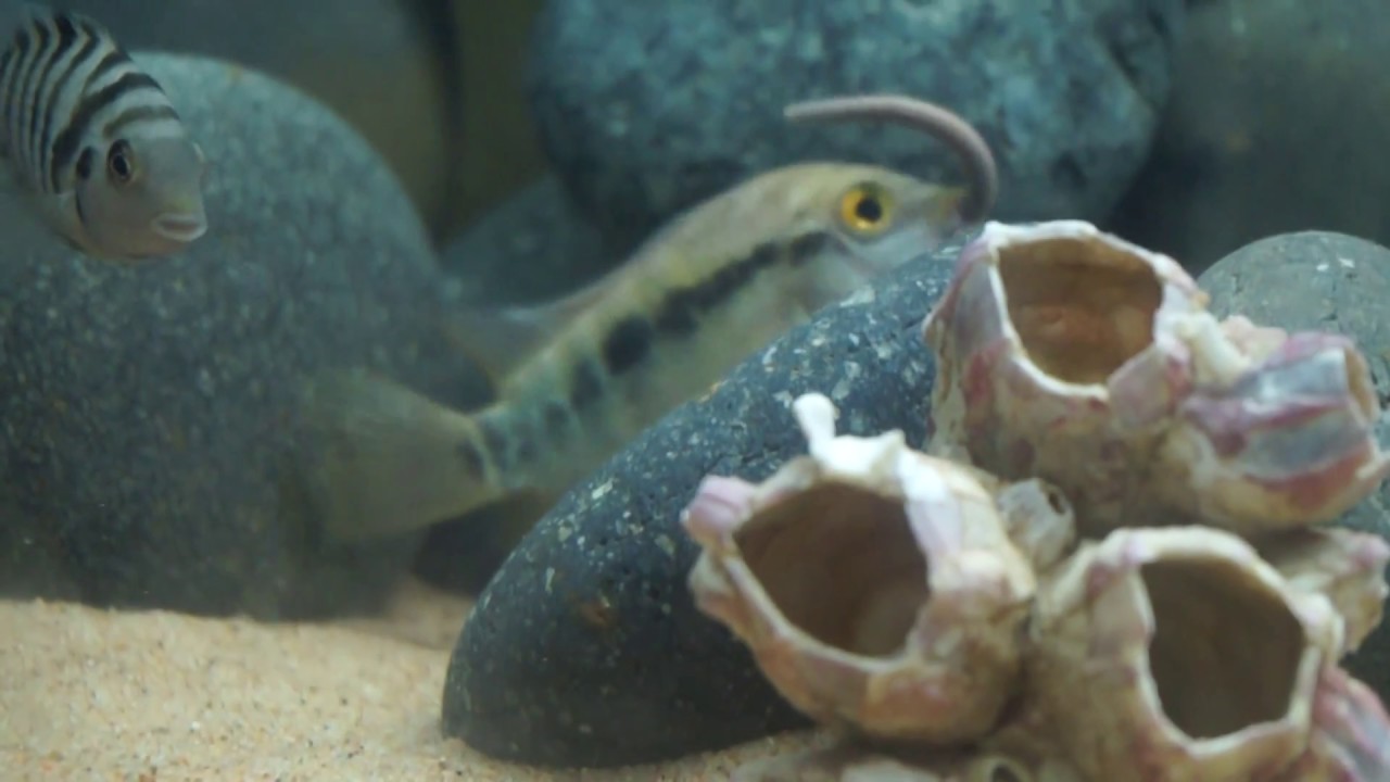 Aggressive Cichlid's fish eating live worm ! Must - YouTube