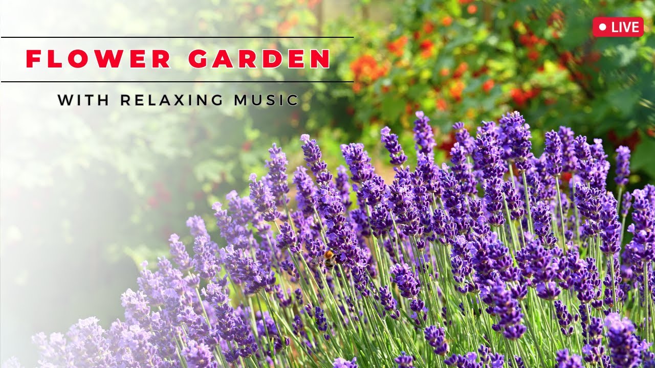 Flower garden with relaxing music | Harmonies of Serenity Exploring a ...