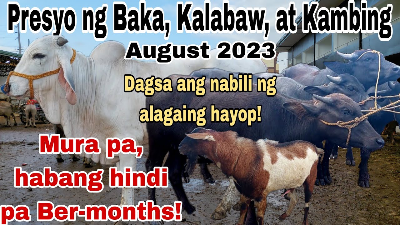 ANG GAGANDA NG MGA ALAGAING BAKA NGAYON! | Presyo ng Baka, Kalabaw, at ...