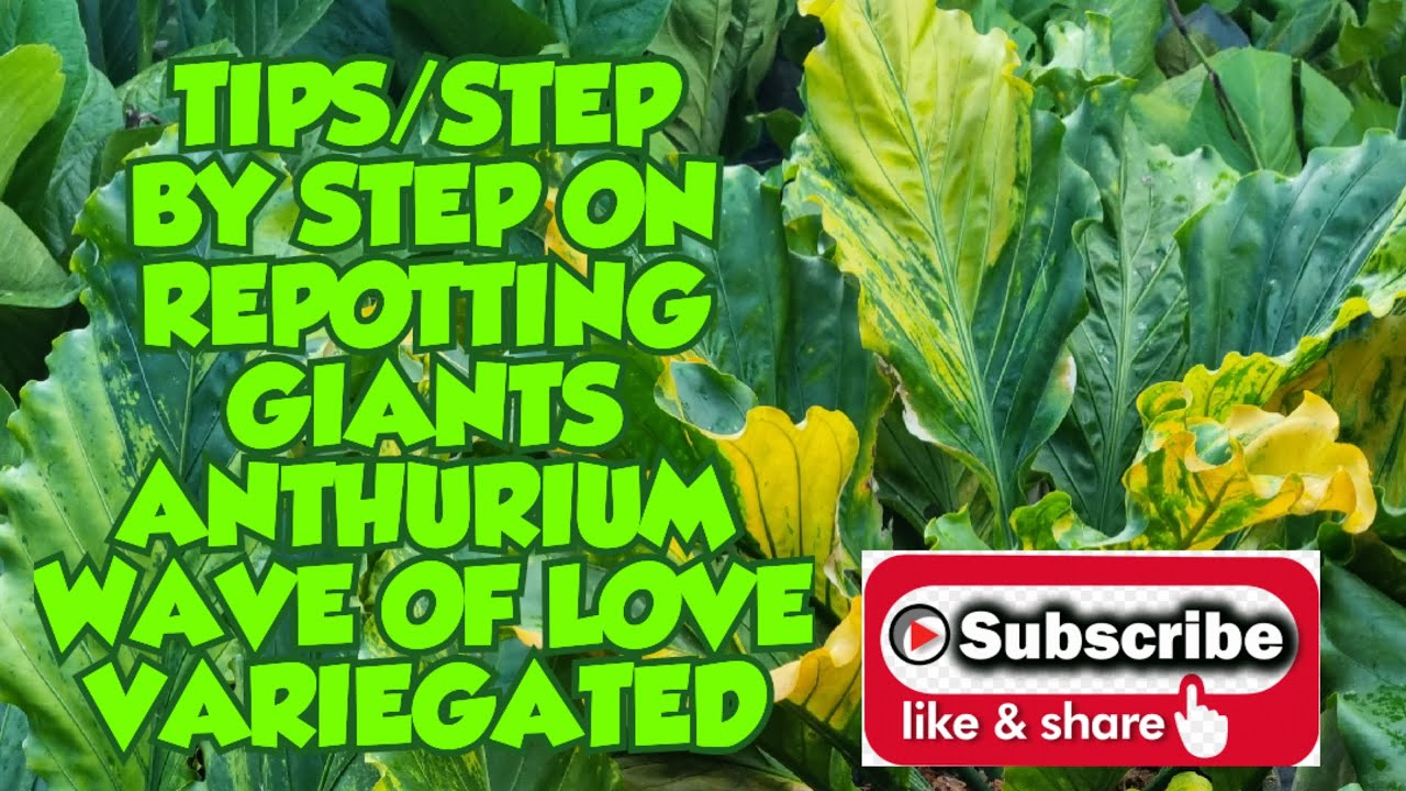 Anthurium Wave of Love Variegated (Step by Step Tips on Repotting ...