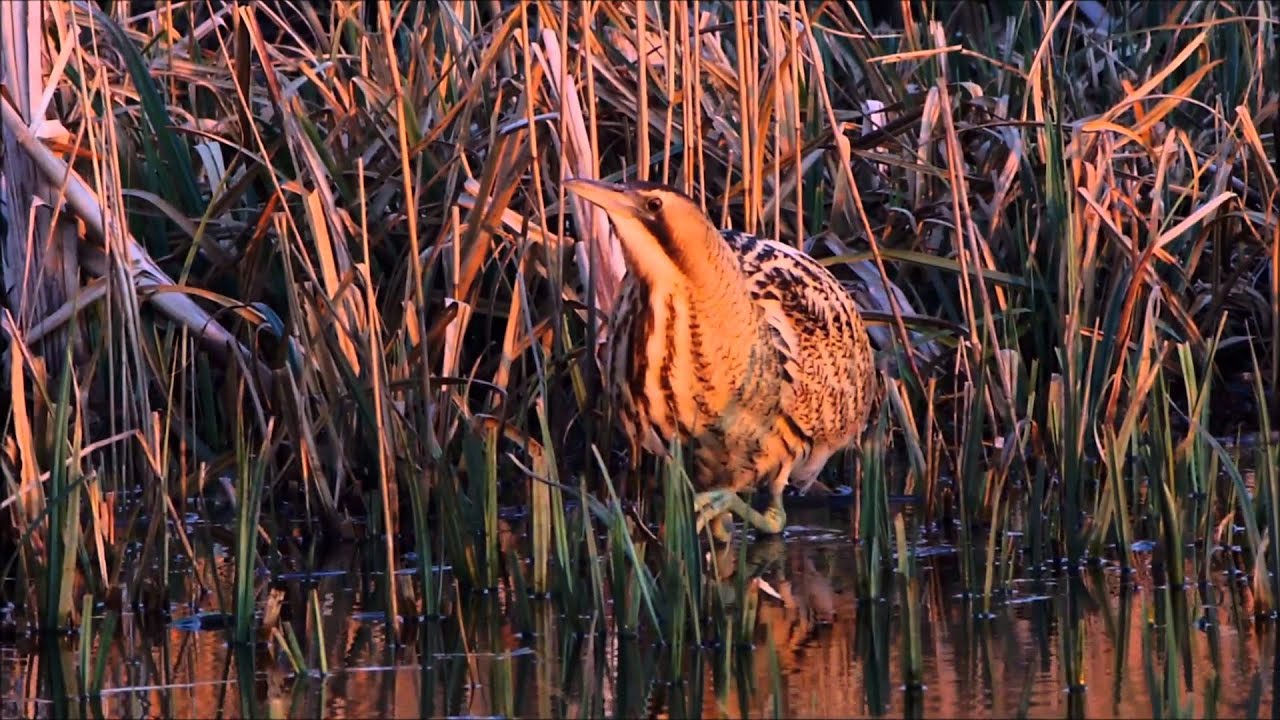 Bittern feeding at RSPB Minsmere - YouTube