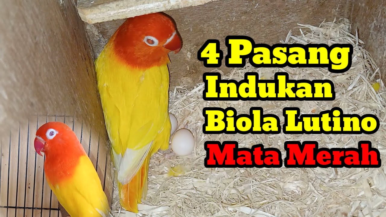 4 PASANG INDUKAN BIOLA LUTINO MATA MERAH ‼️ - YouTube