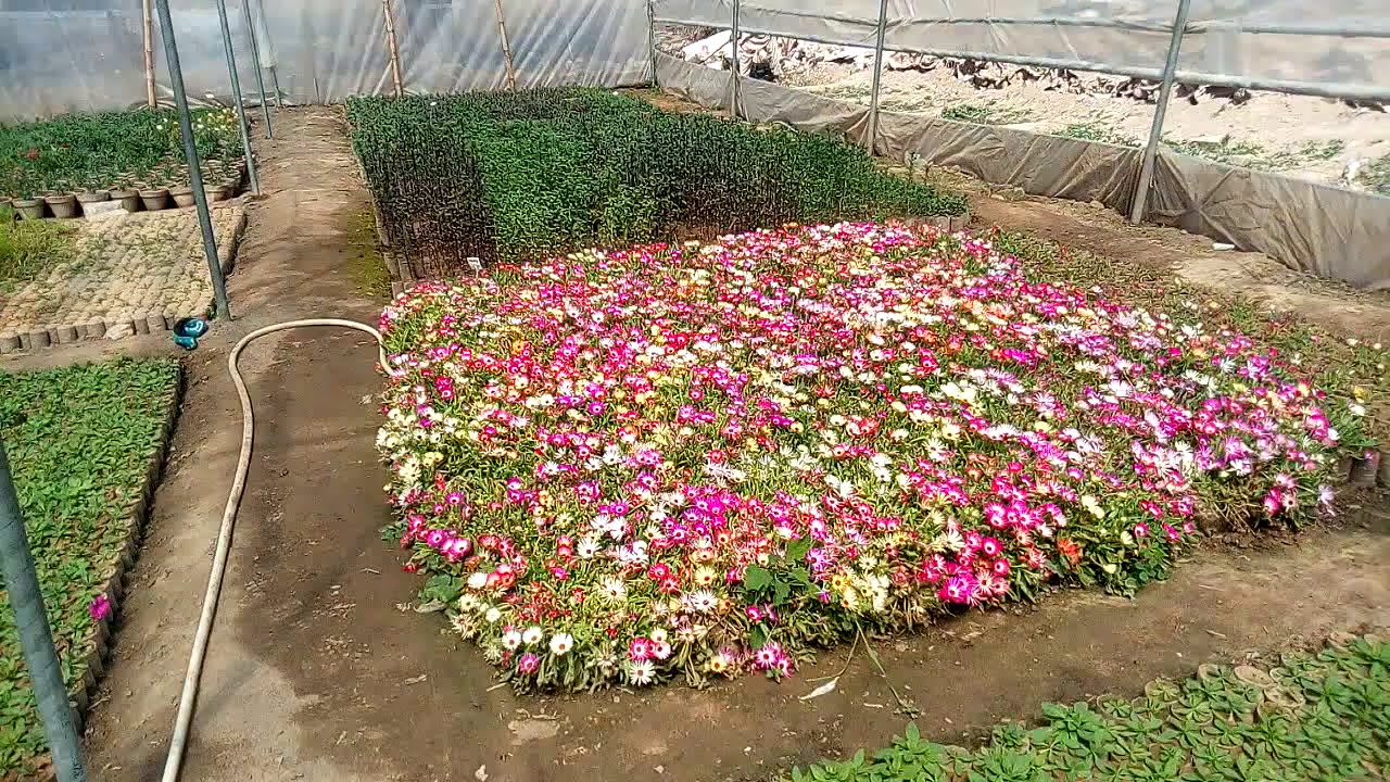 Visit plants nursery In Quetta Balochistan| Beauty With Gardening - YouTube