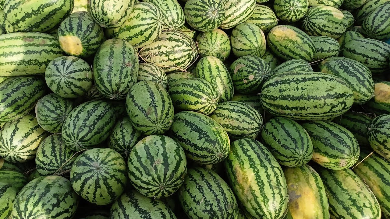 tarbuj ka bhav Aaj Alwar Mandi Rajasthan/ तरबूज की लाइव नीलामी अलवर ...