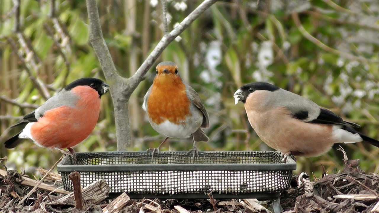 Garden Birds ( Day 5 ) Dunnock, Male and Female Bullfinch, House ...