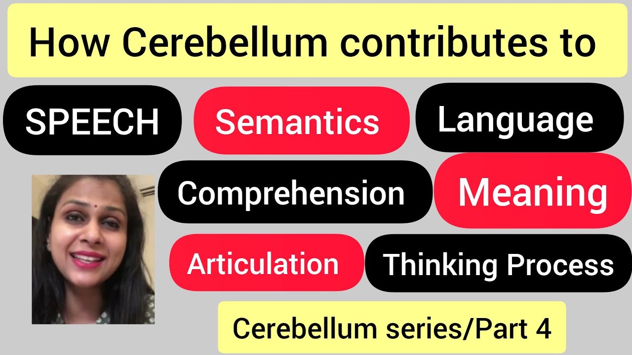 How cerebellum contributes to SPEECH, Language & Thinking process ...