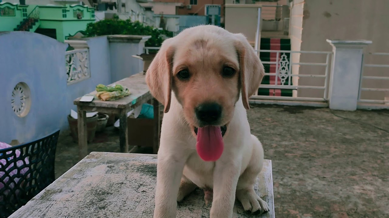 My first dog - YouTube