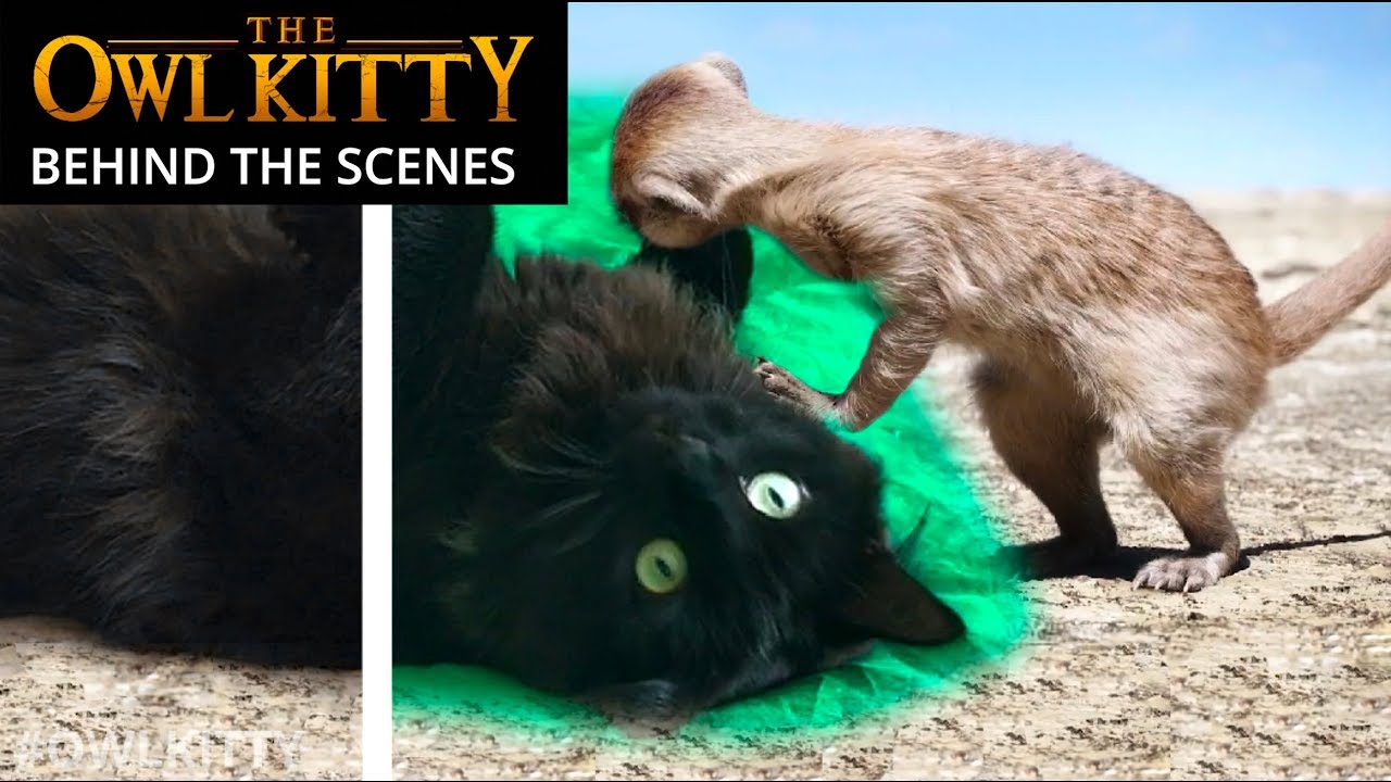 The Lion King - Starring my cat (Behind the Scenes) - YouTube