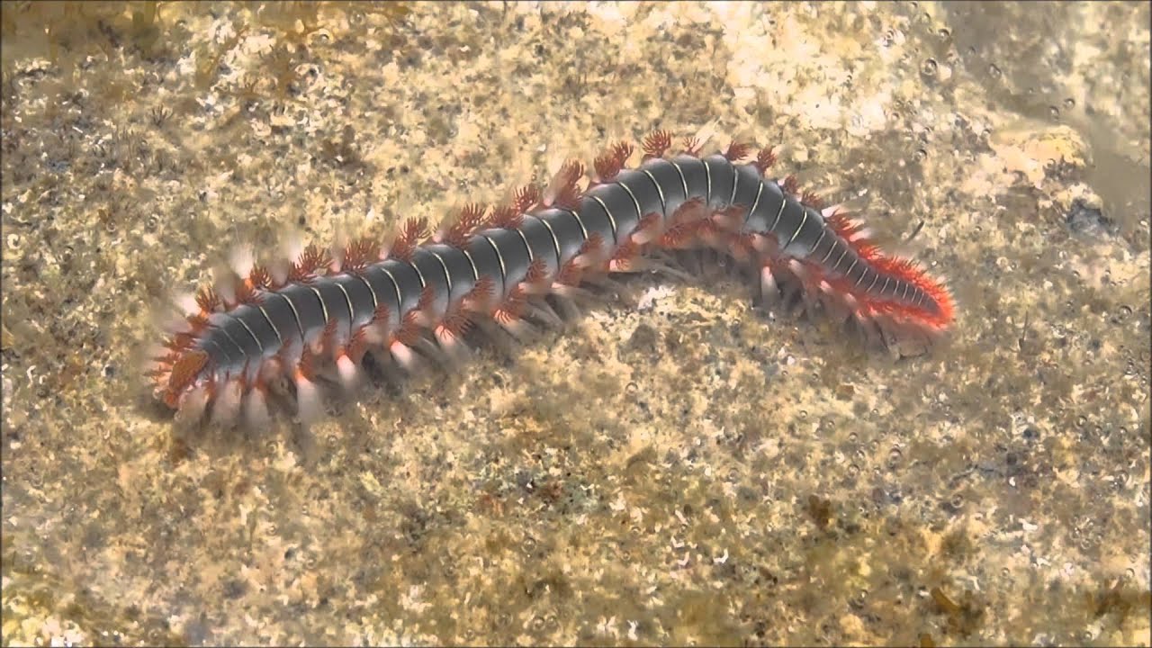 Sandworm in Rhodos ( Zeeduizendpoot ) - YouTube