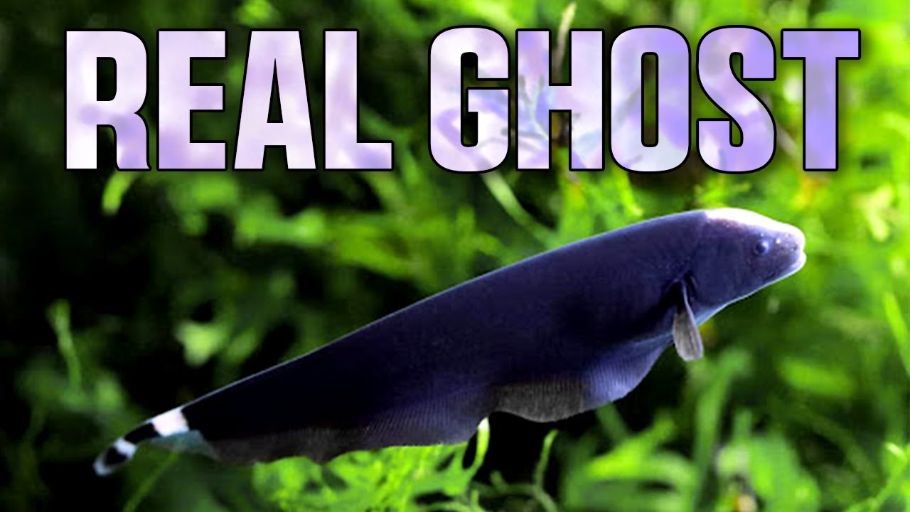 Black Ghost Knifefish: The Enigmatic and Captivating Aquarium Resident ...